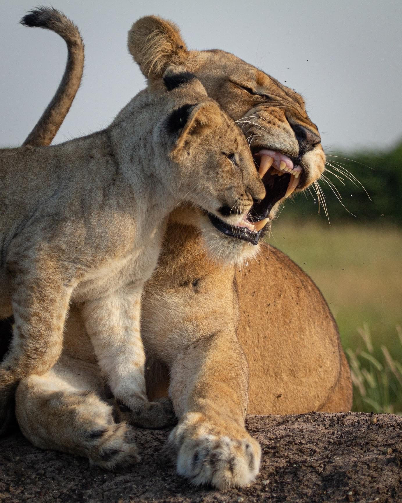 Home - Buutu Safaris