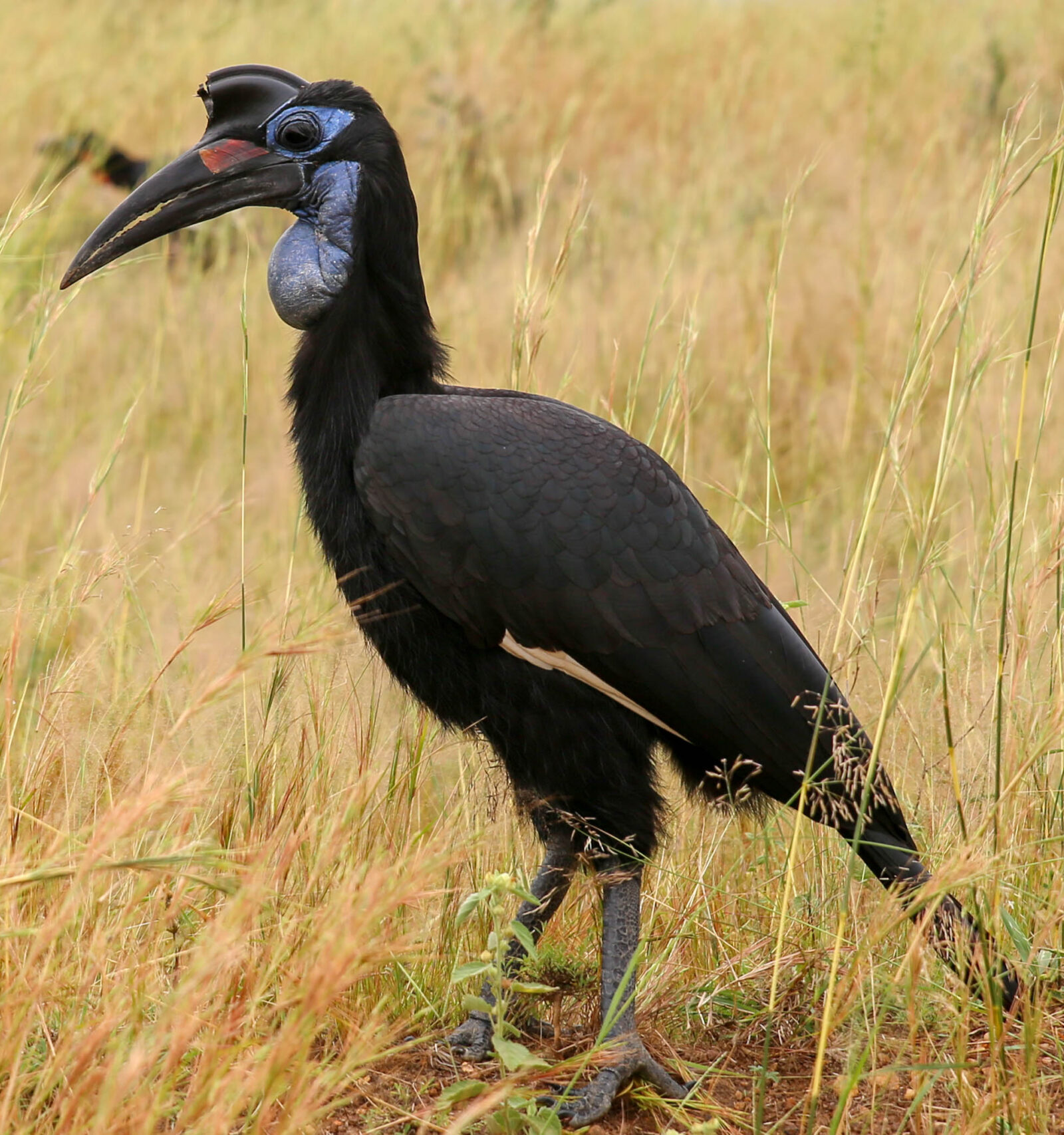 About Us - Buutu Safaris